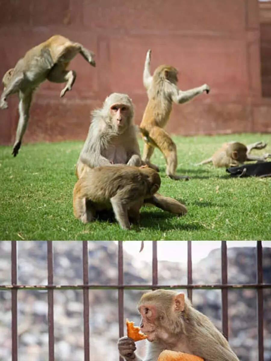 how to get rid of monkey use these hacks they run away immediately ...