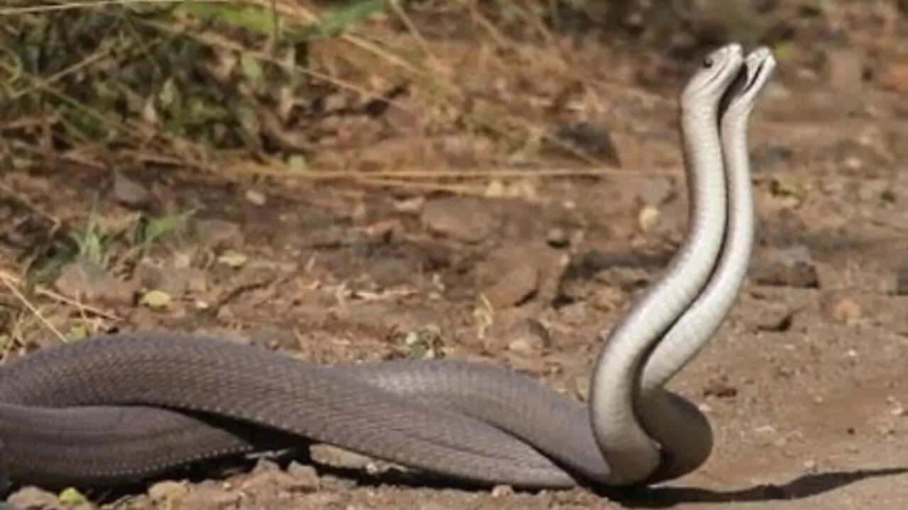 क्या सच में नागिन लेती है नाग की मौत का बदला, क्या सांप की आंख में खिंच ...