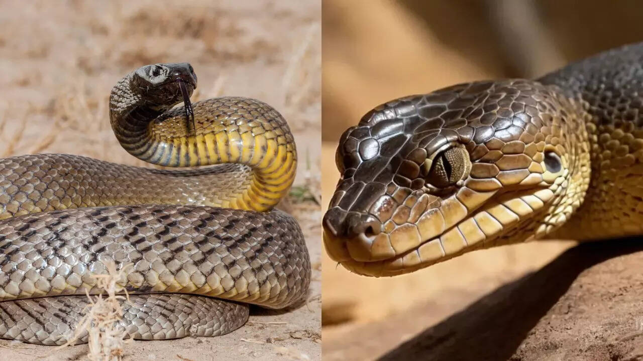 दुनिया का इकलौता सांप जो बदलता है रंग, एक साथ 100 को मार सकता है इसका जहर