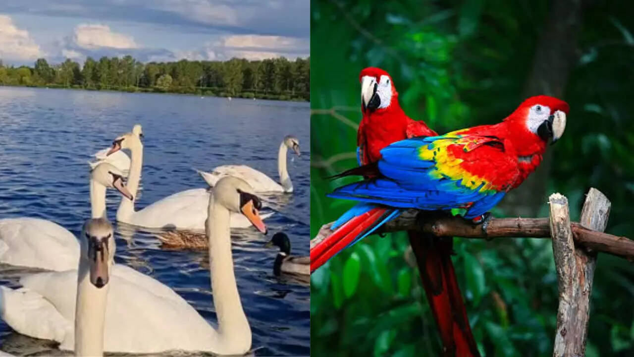 Which Bird Can Separate Water From Milk Dudh Aur Pani Ko Alag Karne ...