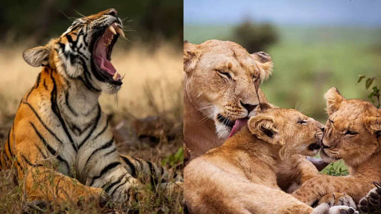 which animal Can Not Be Pet Bharat Ke Kis Janwar Ko Khareed Nahin Sakte ...