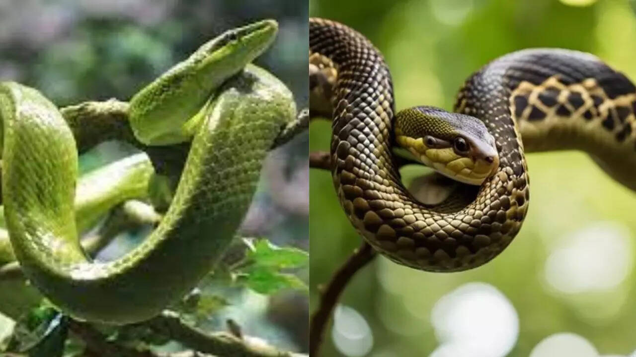 Why Snake On Sandalwood Tree Chandan Ke Ped Par Saap Kyu Rehte Hain ...