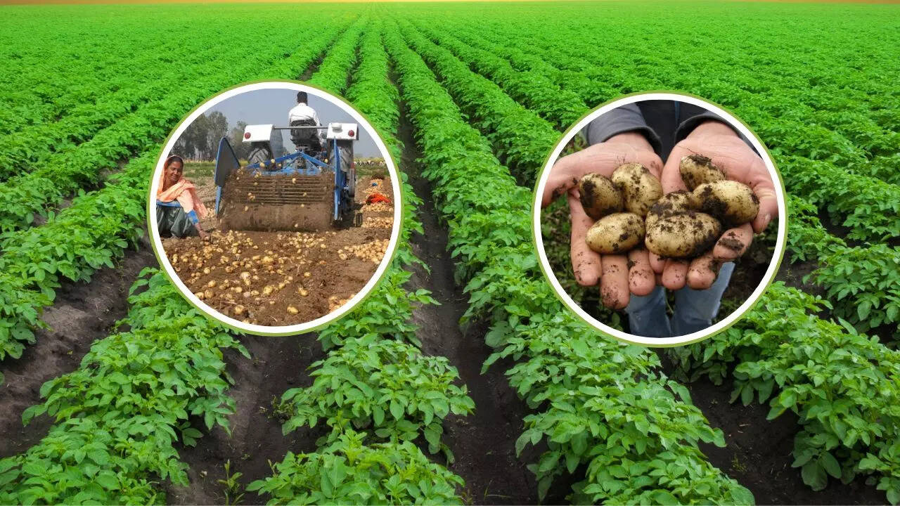 Kisan Success Story: शुगर-फ्री आलू की खेती ने बदली किस्मत, सालाना कमा ...