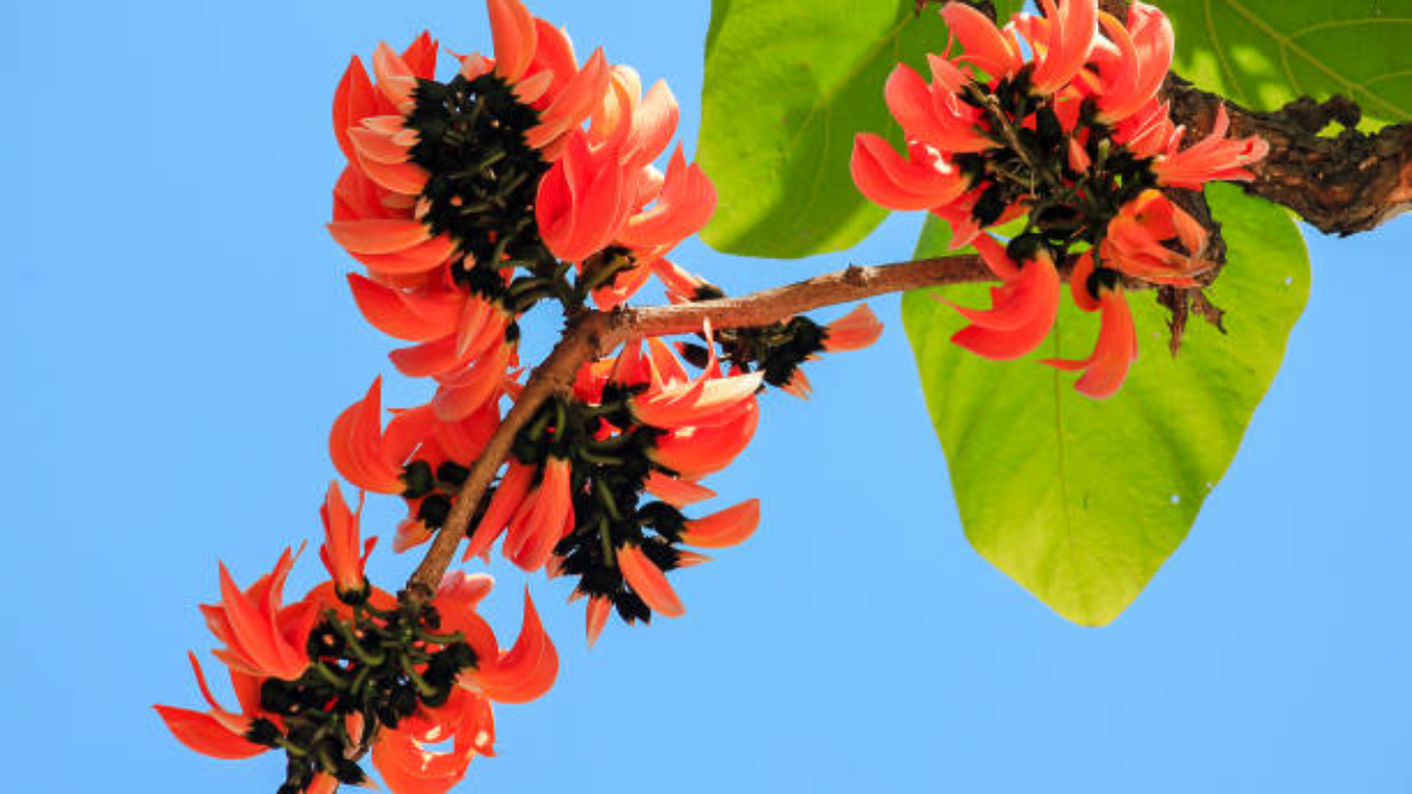 Benefits of palash ke phool ke fayde according to ayurveda in hindi ...