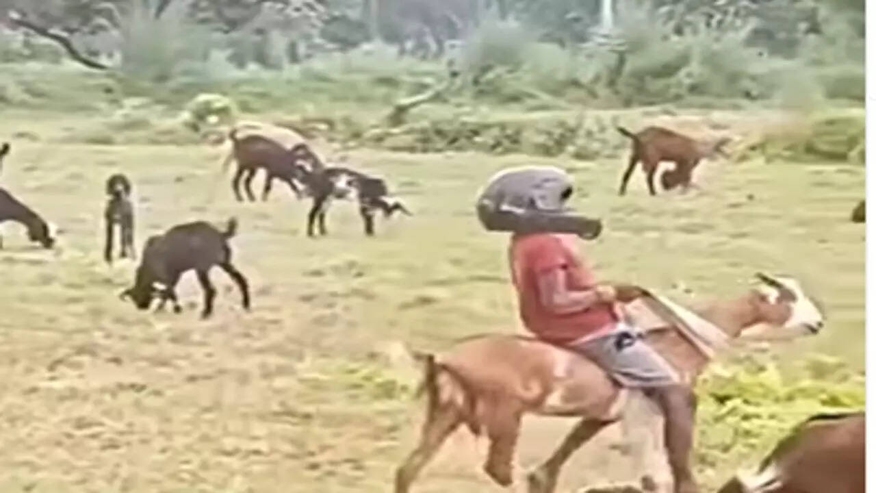 Viral Video Goat Riding Funny Video Bakri Ka Video, इसे कहते हैं स्वैग ...