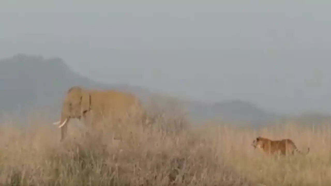 Viral Video Tiger Attack on Elephant Then What Happened Watch Shocking ...