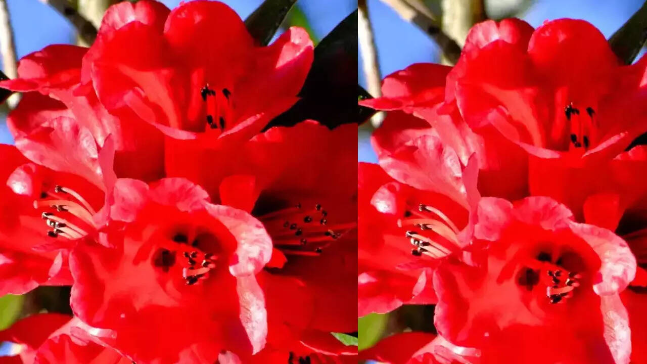 burans flower ke fayde rhododendron arboreum health benefits| Health ...