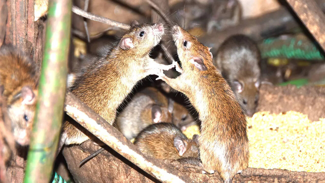 Two rats clashed in grocery store itself a lot of fighting happened ...