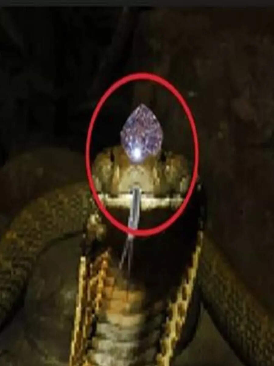 Is Nagmani Exist Know Facts | Times Now Navbharat