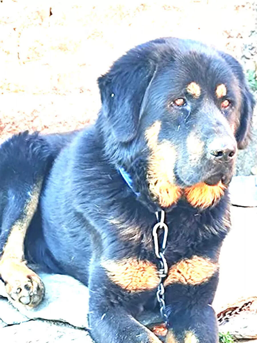 भोटिया कुत्ता, इस पहाड़ी Dog से बाघ-तेंदुए भी खाते हैं खौफ| Times Now ...