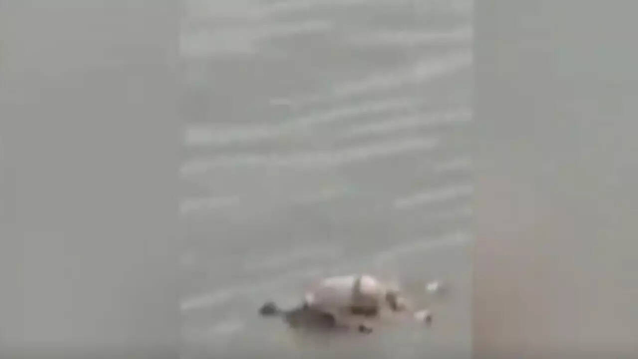 Viral: मगरमच्छ ने लौटाया बच्चे का शव, वीडियो देख आंखें हो जाएंगी नम ...