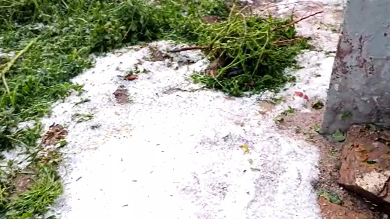Hailstorm accompanied by heavy rains in Udaipurdue to which crops have ...