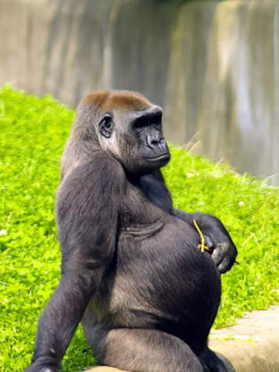Monkey news: Pregnant monkey news, Pregnant monkey viral news | Times ...