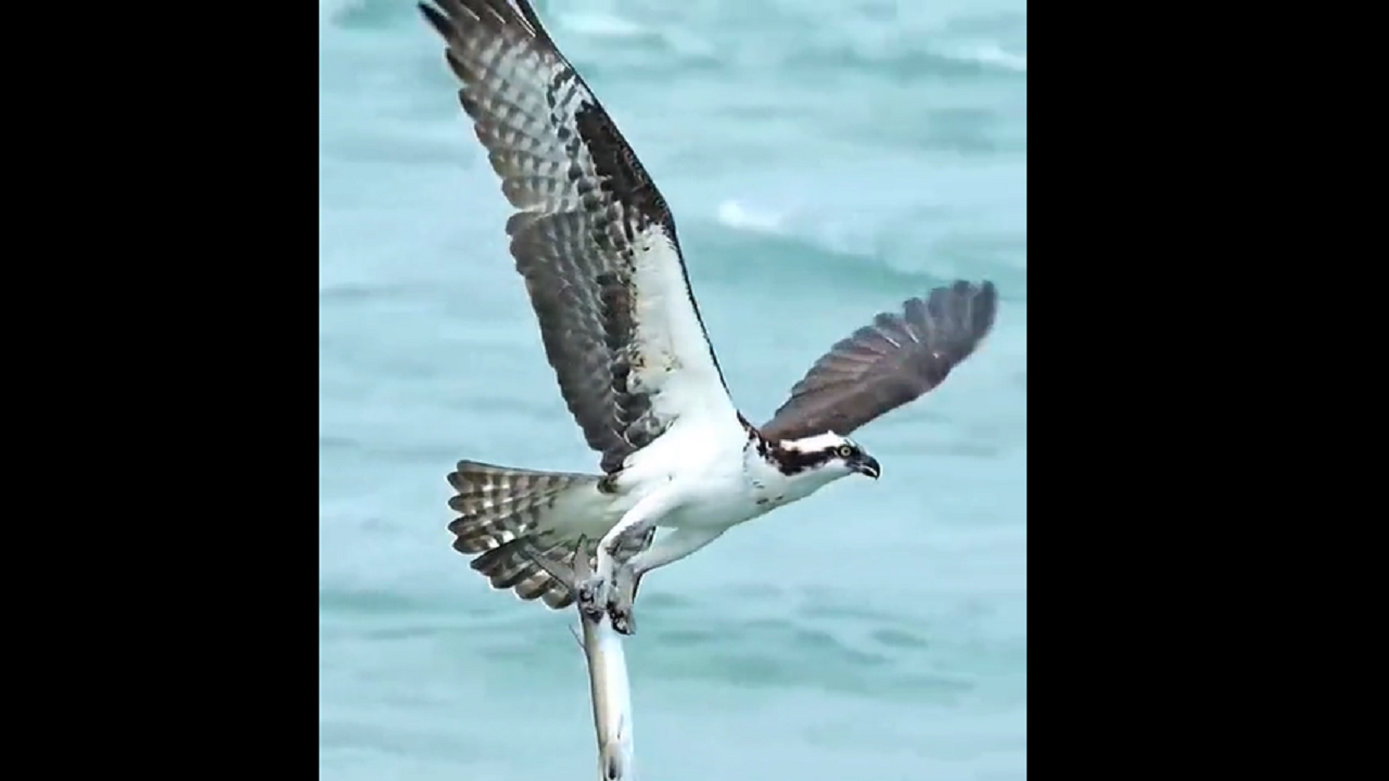 amazing video of bird attacking fish in sea goes viral on internet ...
