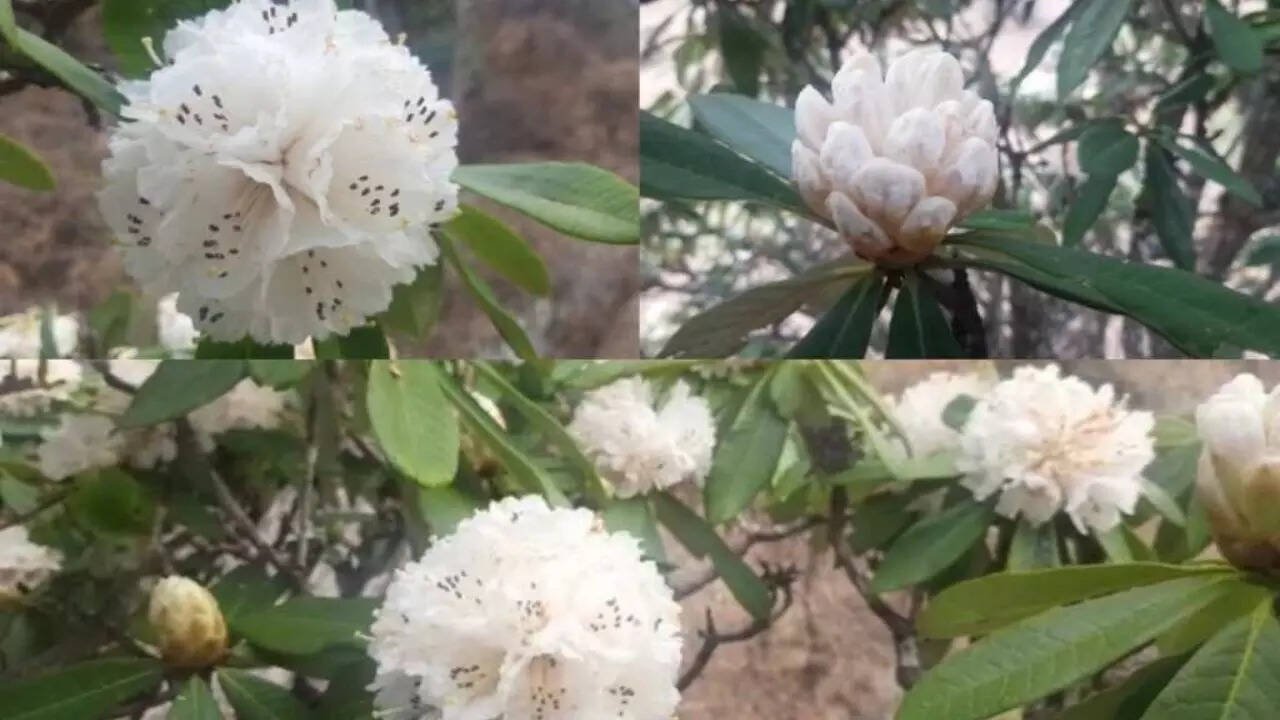 White Buransh is a priceless gift of nature blooms at an altitude of ...