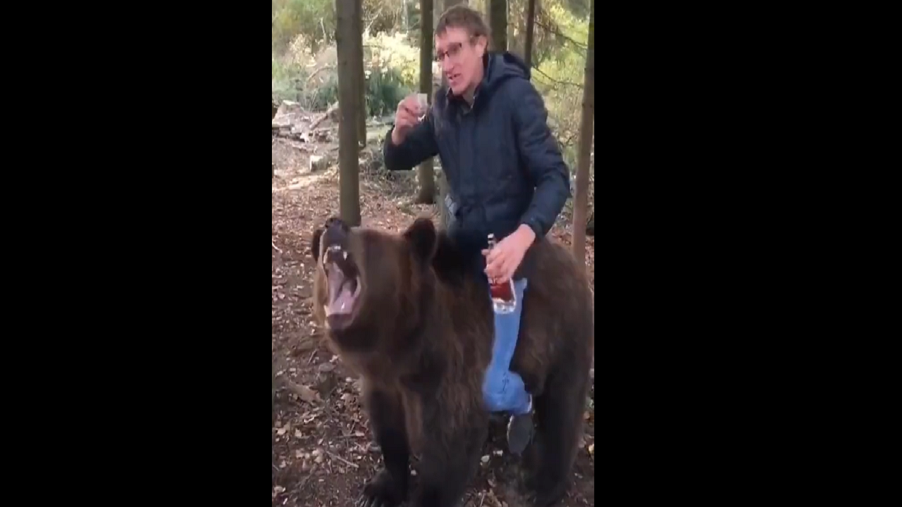 Drunk man sitting on grizzly bear's back, Videos goes viral on internet ...