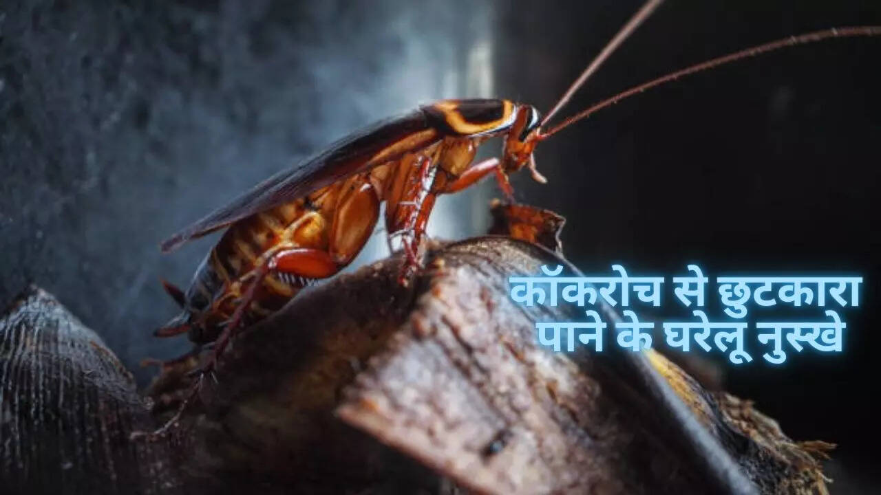 Home Remedies to get rid off Cockroach, Cockroach se chhutkara paane ke ...