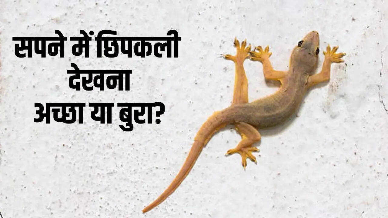 Lizard Dream Meaning In Hindi Sapne Me Chipkali Dekhna Ka Matlab Sapne