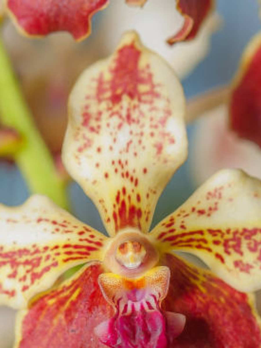 Monkey Orchid: बंदर की तरह दिखता है ये फूल, देखते ही सिर चकरा जाएगा ...